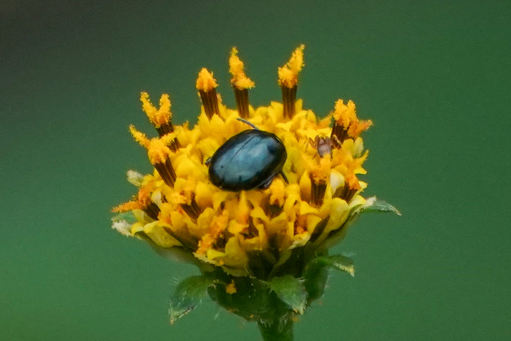 Nonarthra cyanea from 和田 on November 6, 2024 at 02:30 PM by WATANABE ...