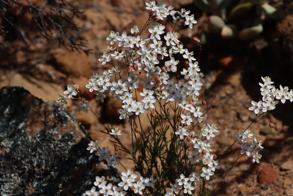 Gilded Spookasem from SE of Grasberg, N of Hartseer Pass, Swartruggens ...