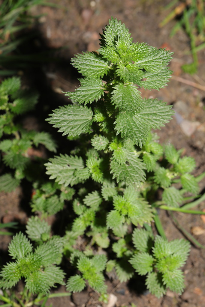 Dwarf Nettle from Allerton Cemetery, Springwood Avenue, Allerton ...