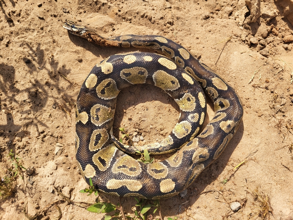 Ball Python in November 2024 by Luke Smith · iNaturalist
