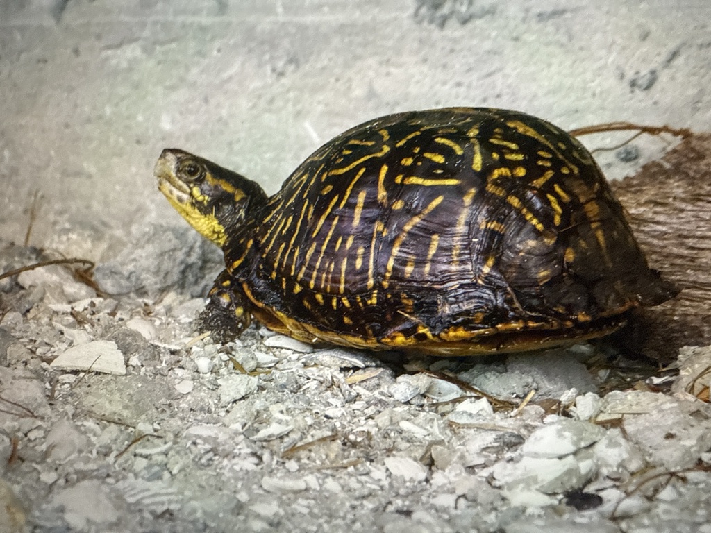 Florida Box Turtle in November 2024 by rickd · iNaturalist