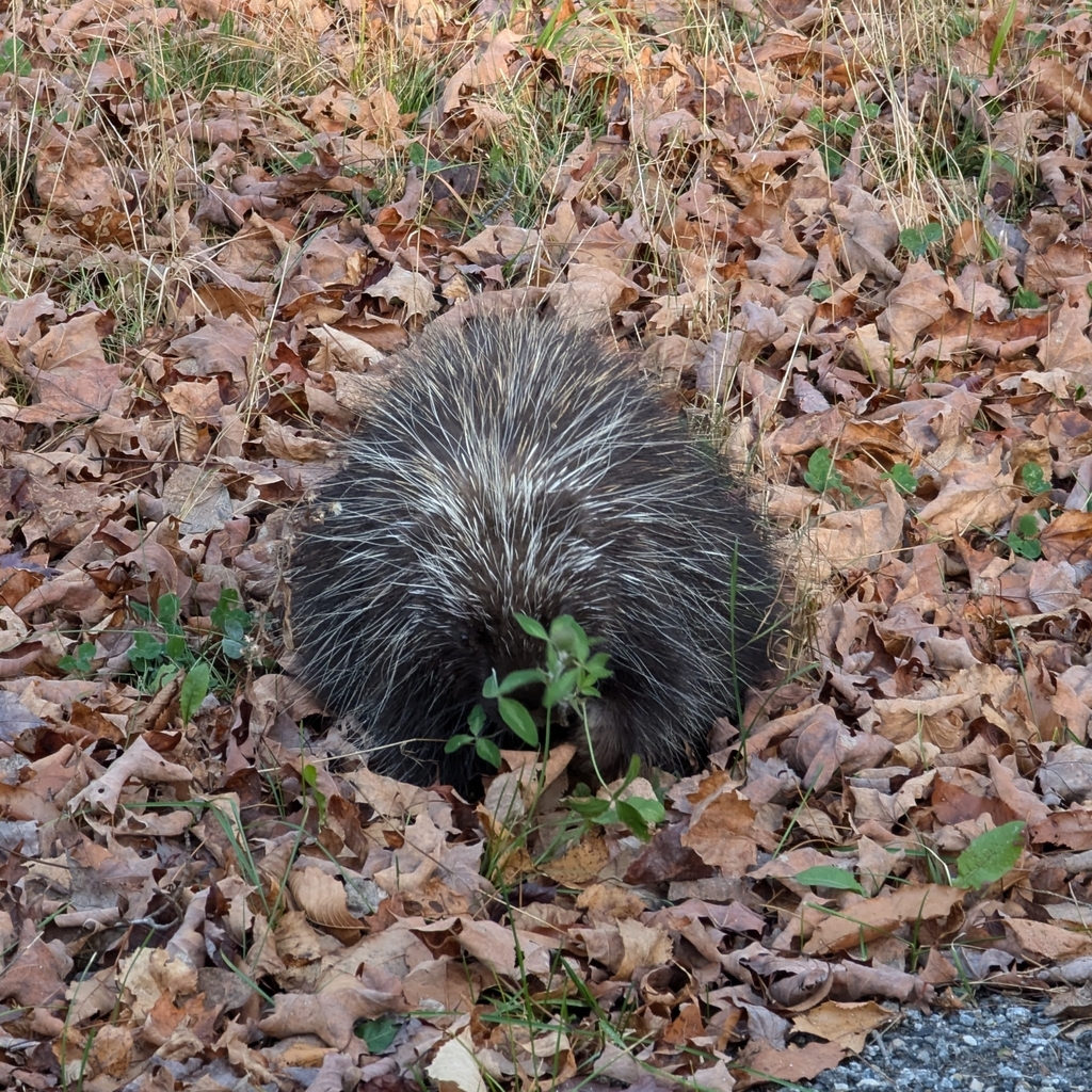 North American Porcupine from Grantham, NH 03753, USA on November 5 ...