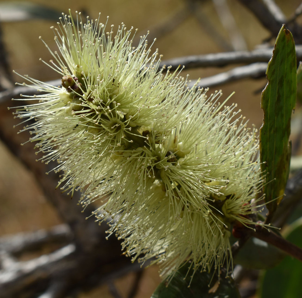 Broad Leaved Tea Tree (Melaleuca viridiflora) - Botanical Realm