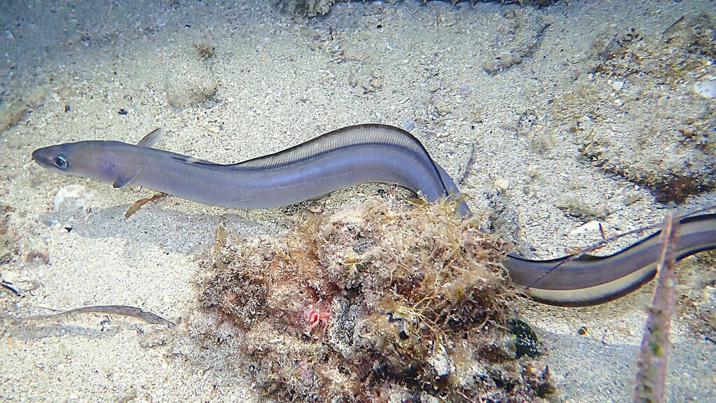 Cape Conger from Konrad's Reef, CY O'Connor Beach, Coogee, WA ...