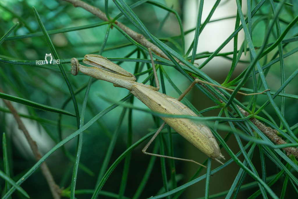 Asian Jumping Mantis from 中国云南省昆明市呈贡区 on October 26, 2024 at 08:26 PM ...
