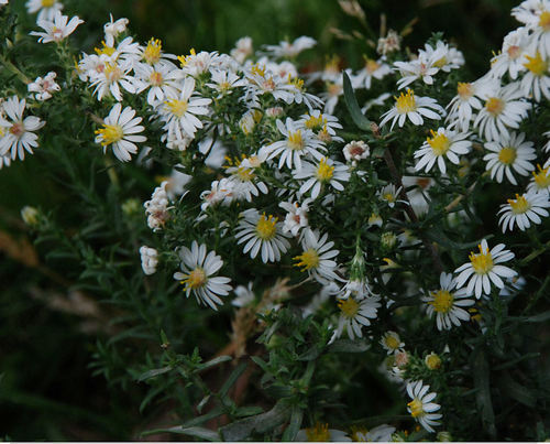 white prairie aster (Plants of Lory State Park) · iNaturalist