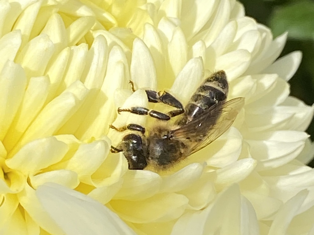 Western Honey Bee from Northampton, MA, USA on November 6, 2024 at 01: ...