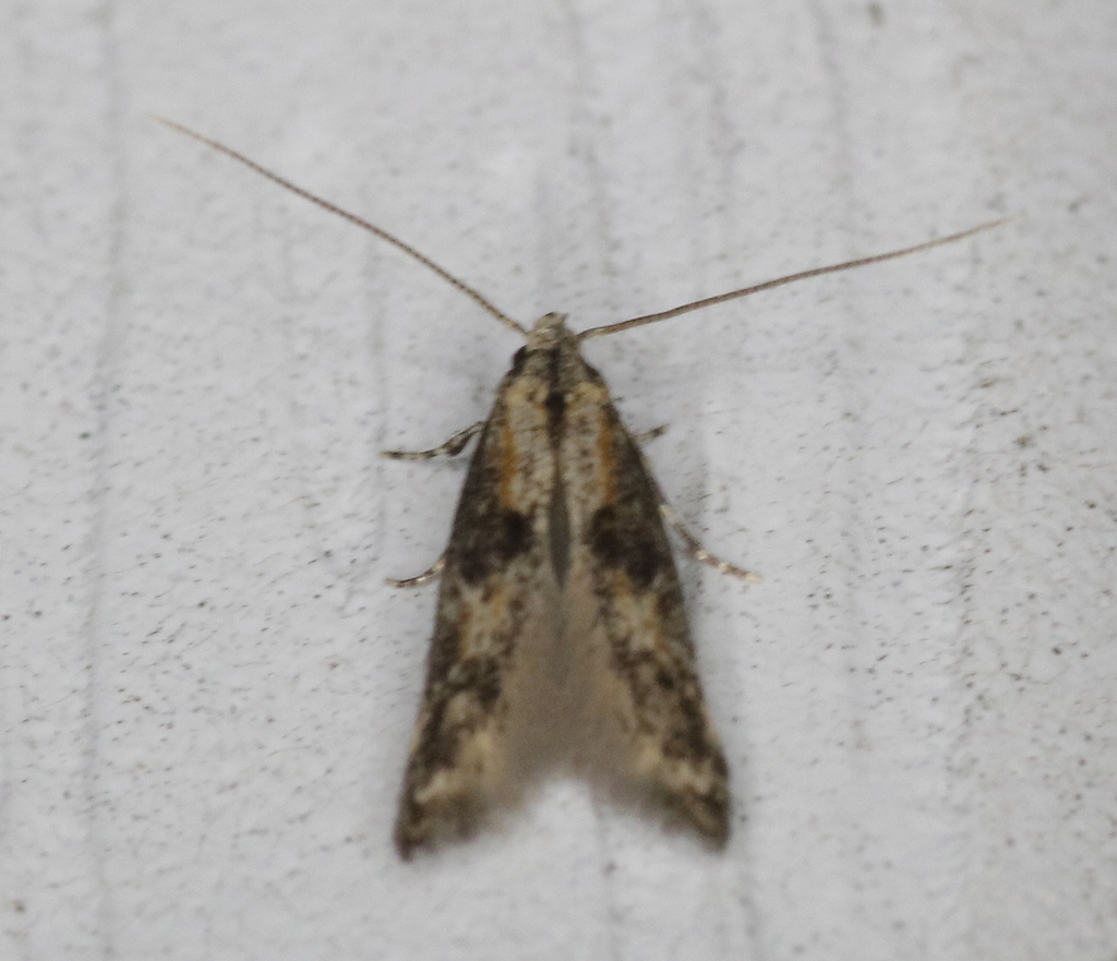 Apple Pith Moth from Maison Saint-Augustin on July 28, 2024 at 10:12 PM ...