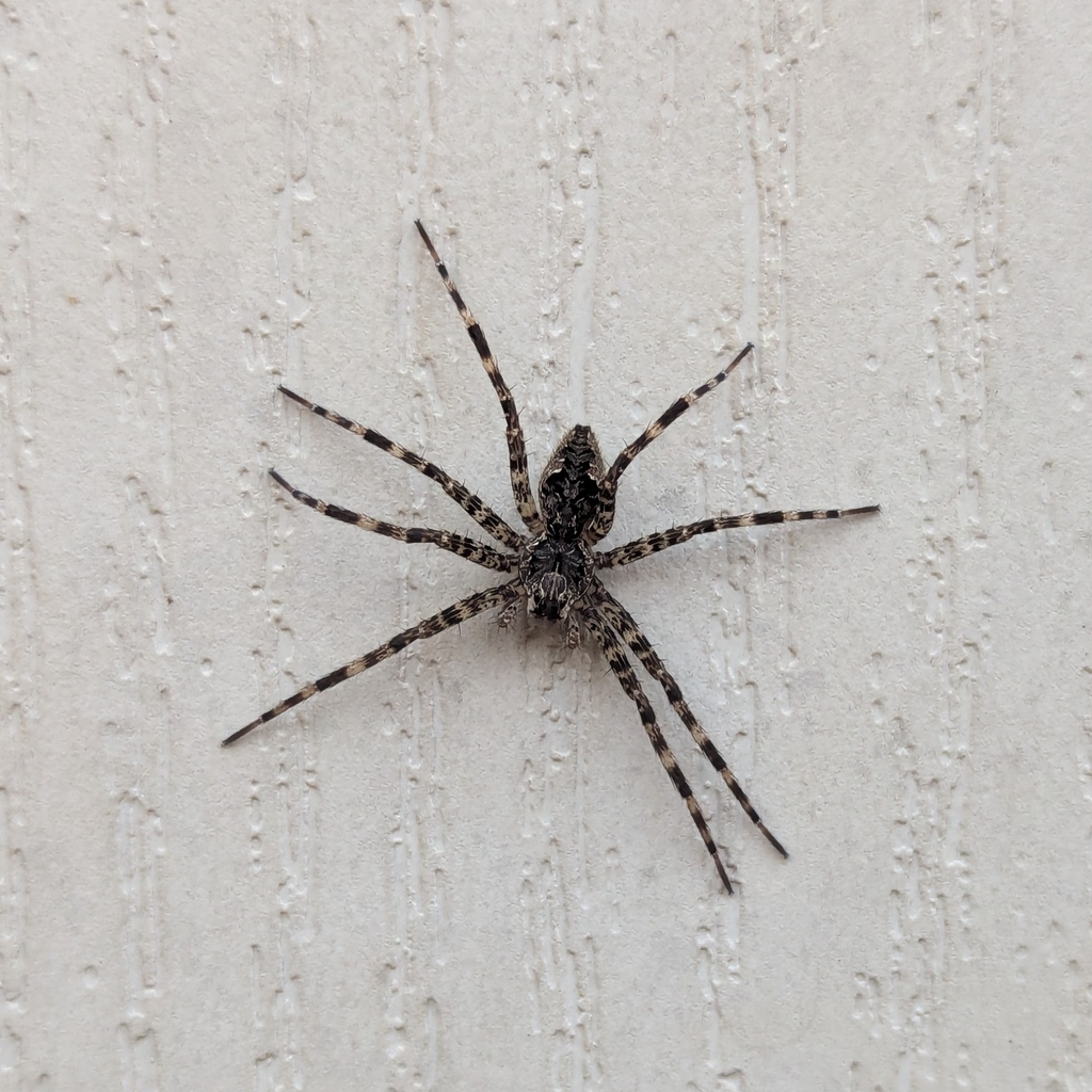 Dark Fishing Spider from Montville, NJ, USA on November 7, 2024 at 07: ...