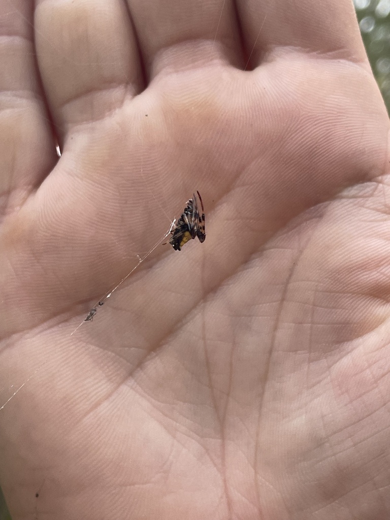 Arrowhead Orbweaver from Trap Pond State Park, Laurel, DE, US on ...