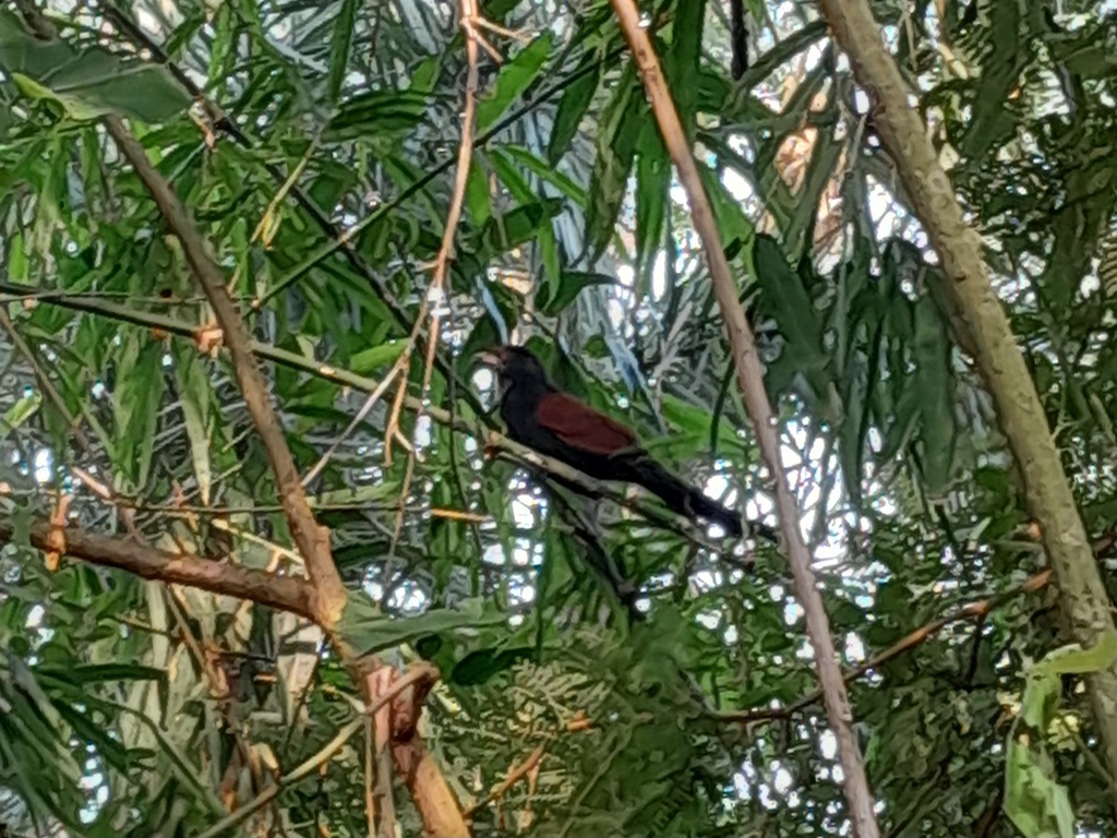 Greater Coucal from Namkhana, South 24 Parganas, West Bengal, India on ...
