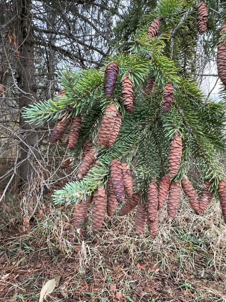 white spruce from Scandia, Minnesota on November 7, 2024 at 07:54 AM by ...