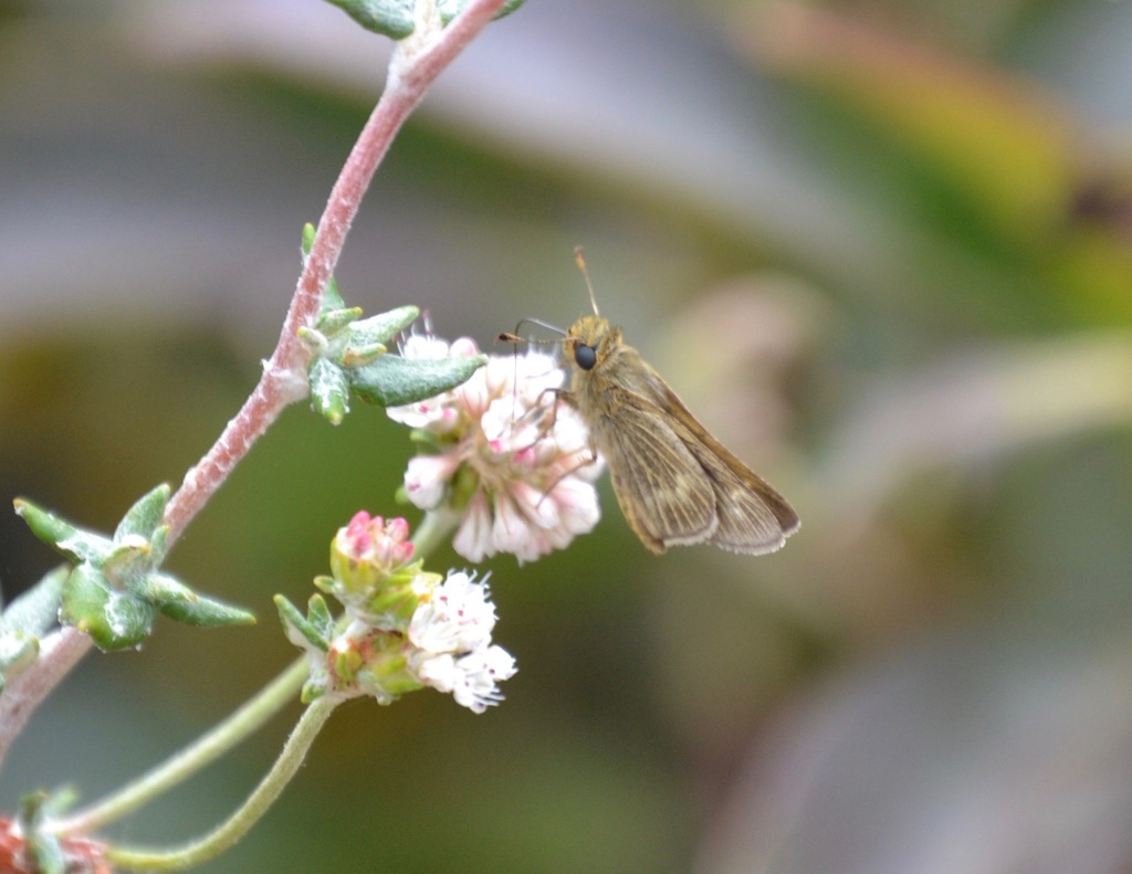 Wandering Skipper from Los Angeles, CA, USA on July 13, 2019 at 11:44 ...