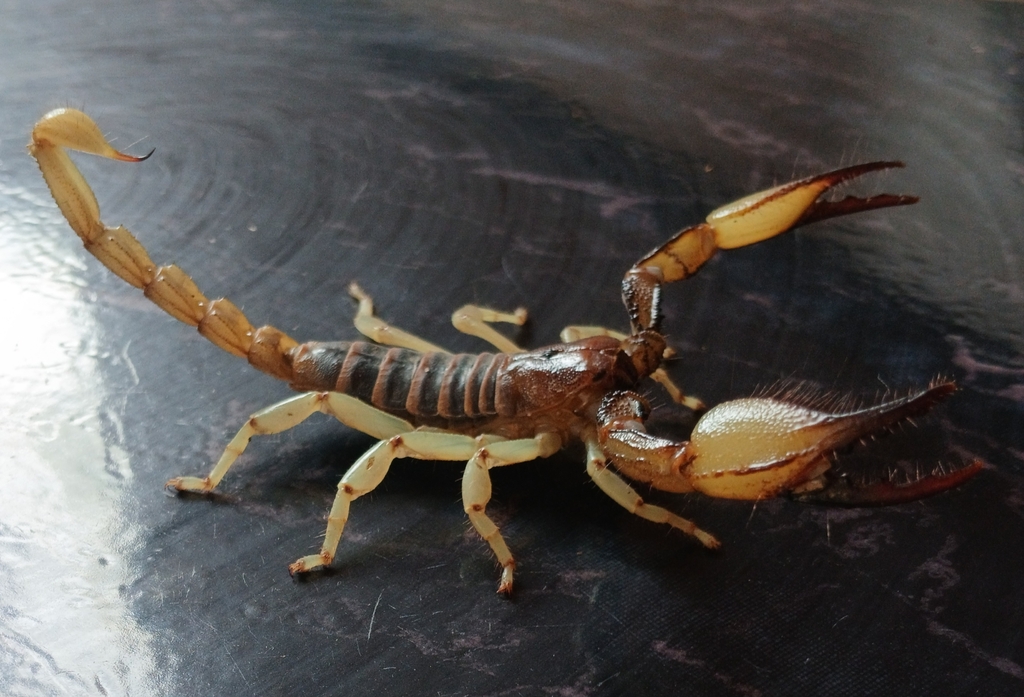 Robust Burrowing Scorpion from Housing Buildings, Zimbabwe on November ...