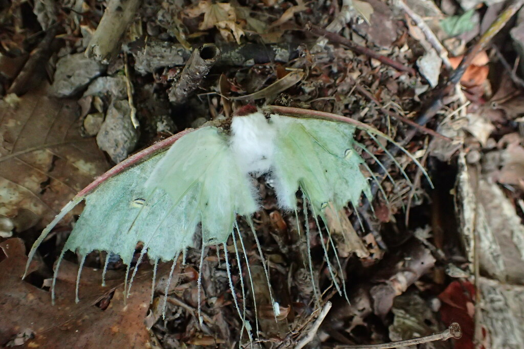 Actias aliena in June 2015 by hakkahamushi · iNaturalist