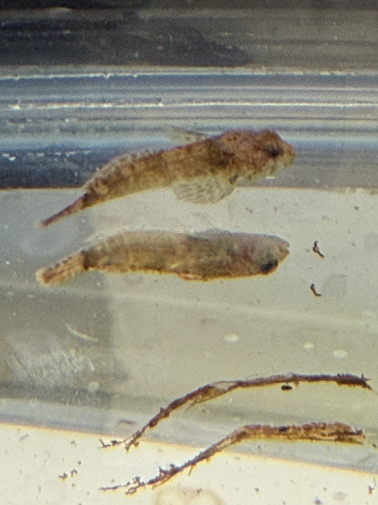 Blue Ridge Sculpin from Waterway Rd, Oxford, PA, US on November 07 ...