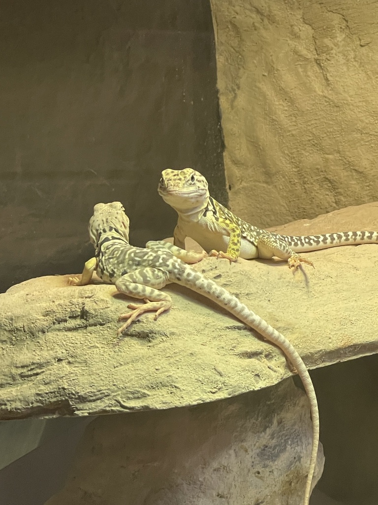 Collared Lizards from Georgia aquarium, Atlanta, GA, US on November 4 ...