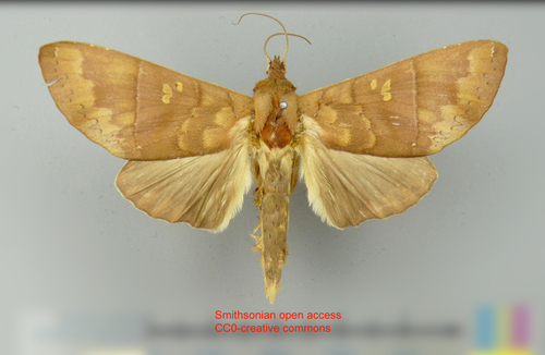 Hapigia millsi · iNaturalist