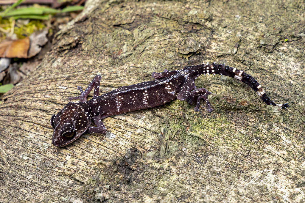 Large-eyed Leaf-toed Gecko in October 2024 by John Eppler. Large-eyed ...