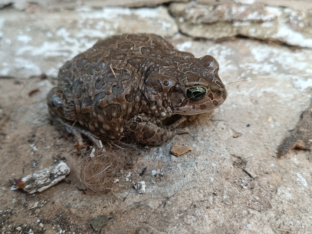 Cloud Toad from Golden Gate Highlands National Park, South Africa on ...