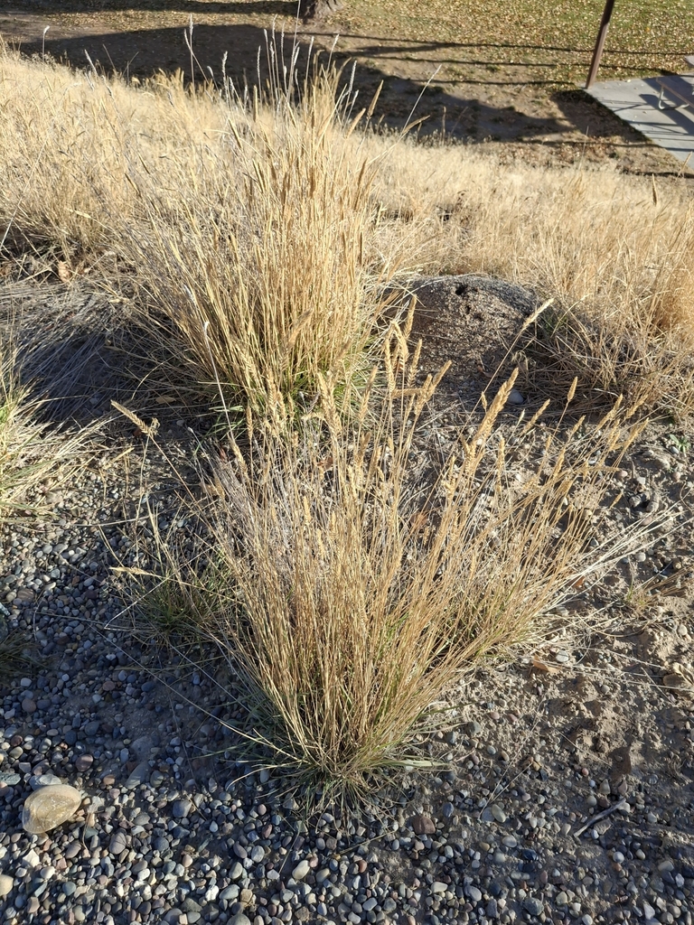 Crested Wheatgrass from Shelley, ID 83274, USA on November 7, 2024 at ...