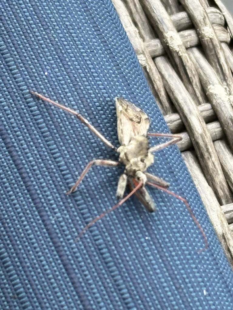 North American Wheel Bug from Commodore Ln, Orlando, FL, US on November ...