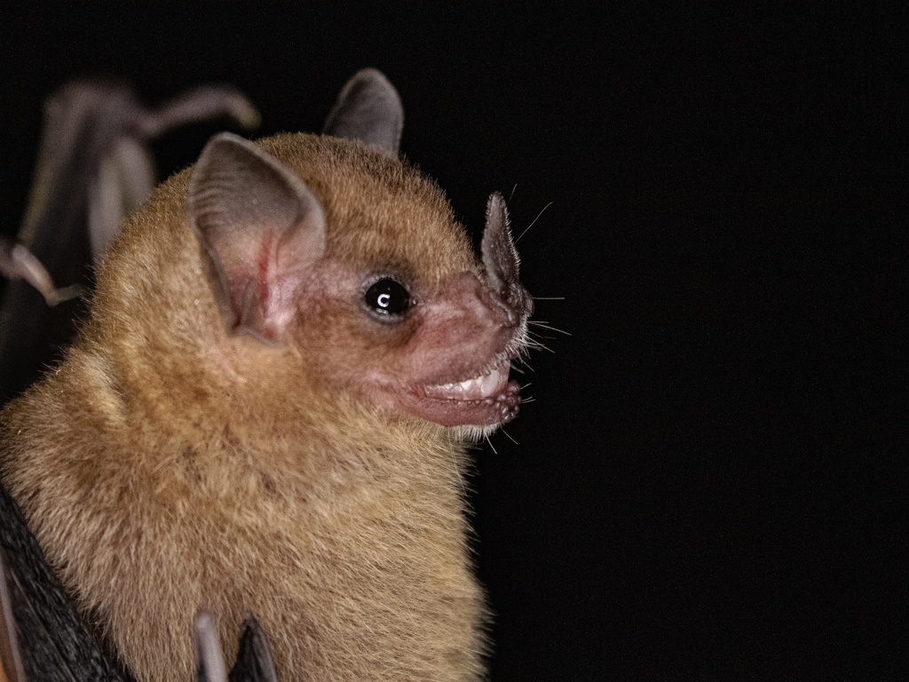 Northern Yellow-shouldered Bat from Calle Central, Nuevo Huixtán, Chis ...