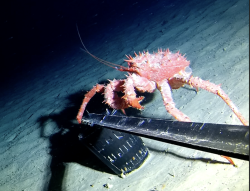 Neolithodes brodiei · NaturaLista Colombia