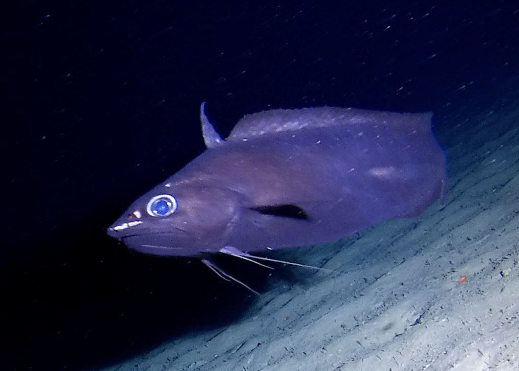 Violet Cod on November 07, 2024 at 07:11 AM by jgrimshaw. 1450m/4757ft ...