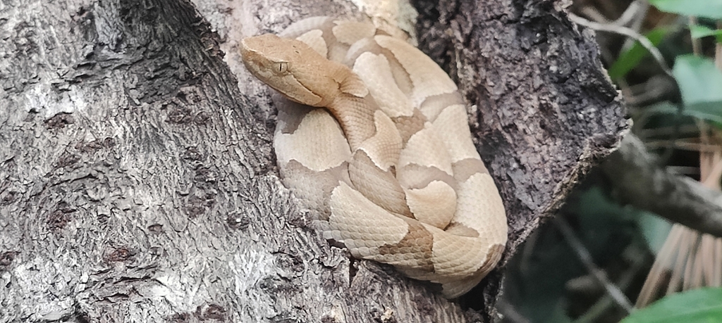 Eastern Copperhead from River Oaks, Houston, TX, USA on November 7 ...