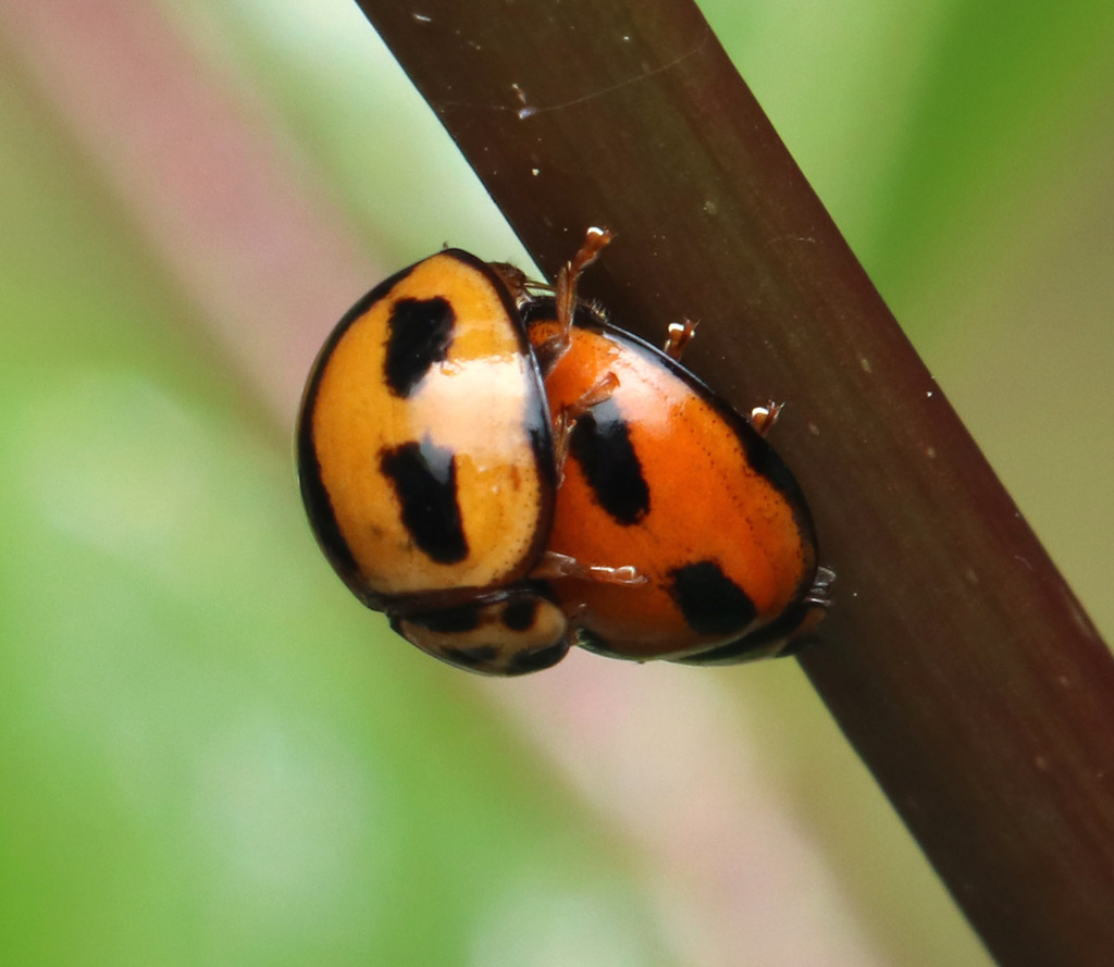 Variable Ladybird Beetle in October 2024 by juliegraham173 · iNaturalist