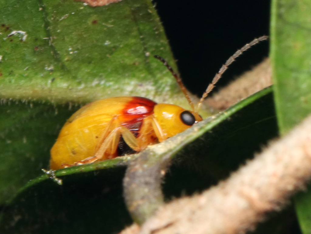 Red-shouldered Leaf Beetle in October 2024 by juliegraham173 · iNaturalist