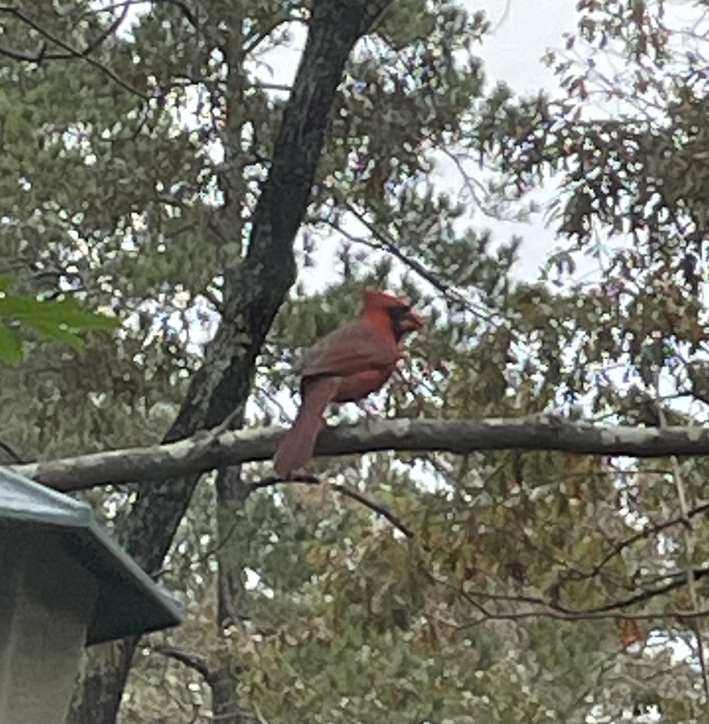 Northern Cardinal from Sylvan Dr, Forest Acres, SC, US on November 7 ...