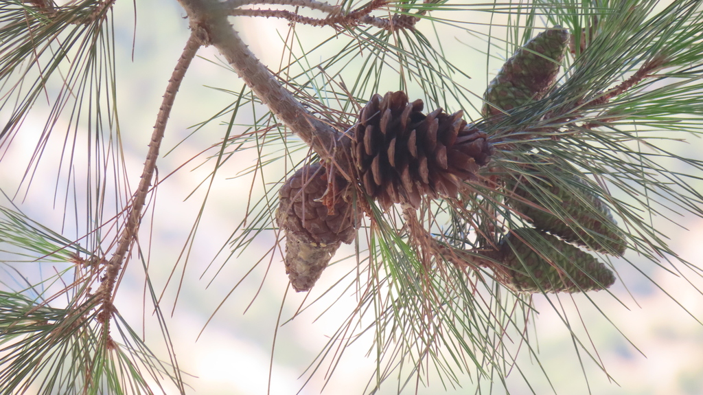 Turkish pine from 土耳其伊兹密尔省塞尔丘克 on August 09, 2024 at 04:34 PM by Wei ...