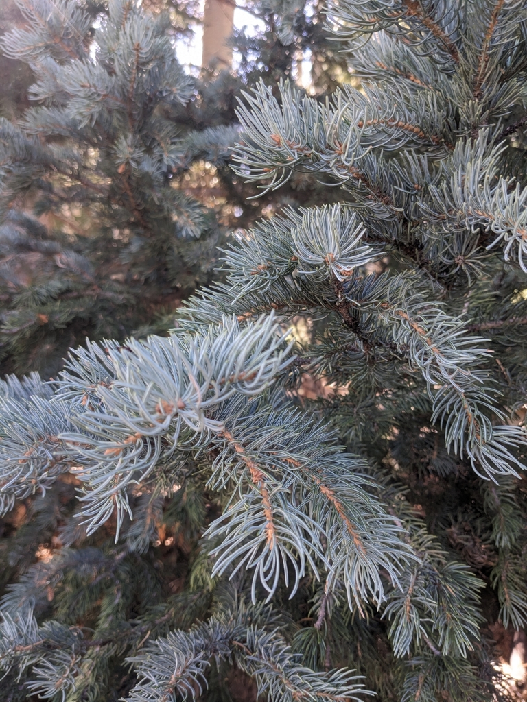 blue spruce from Venice, UT 84701, USA on October 28, 2024 at 01:10 PM ...