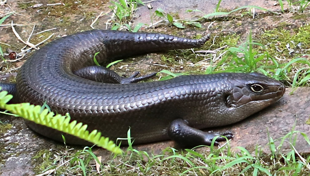 Land Mullet in November 2024 by juliegraham173 · iNaturalist Australia