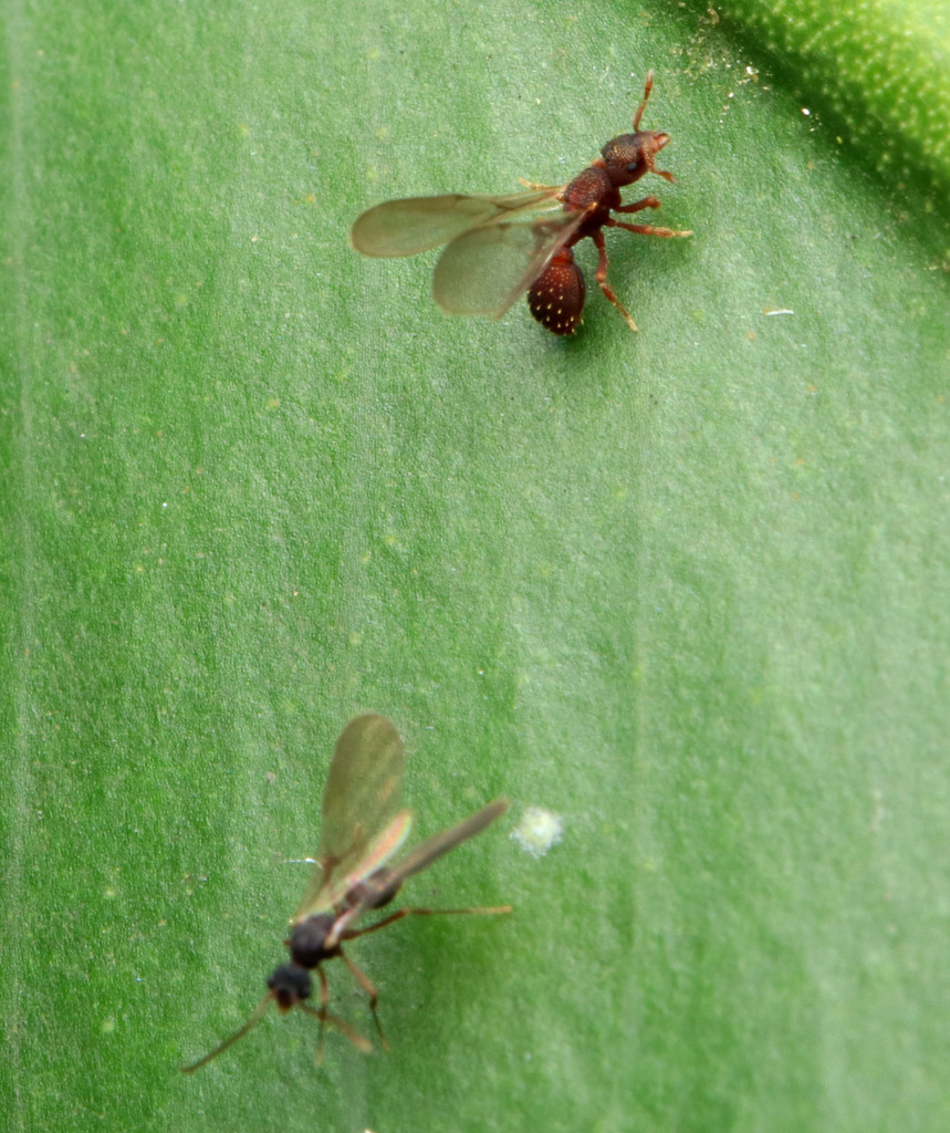 Ants in October 2024 by juliegraham173 · iNaturalist