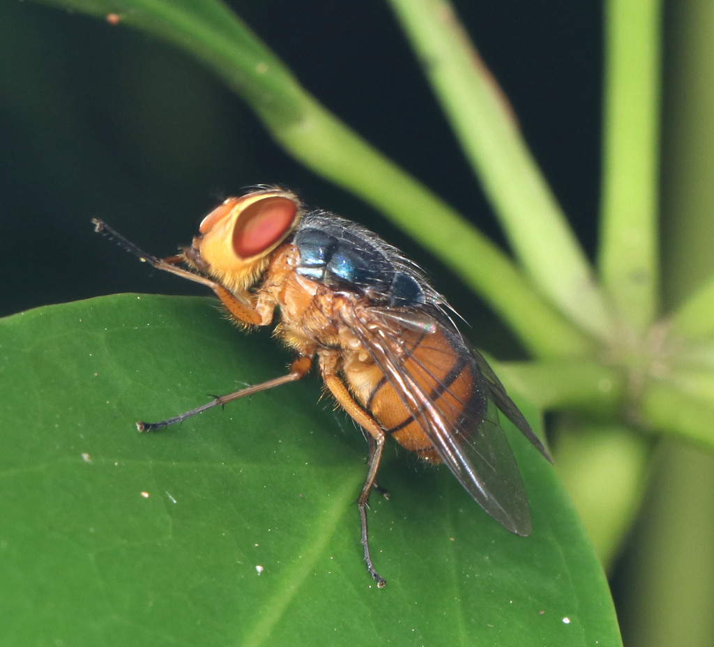 Bot Flies, Blow Flies, and Allies in October 2024 by juliegraham173 ...