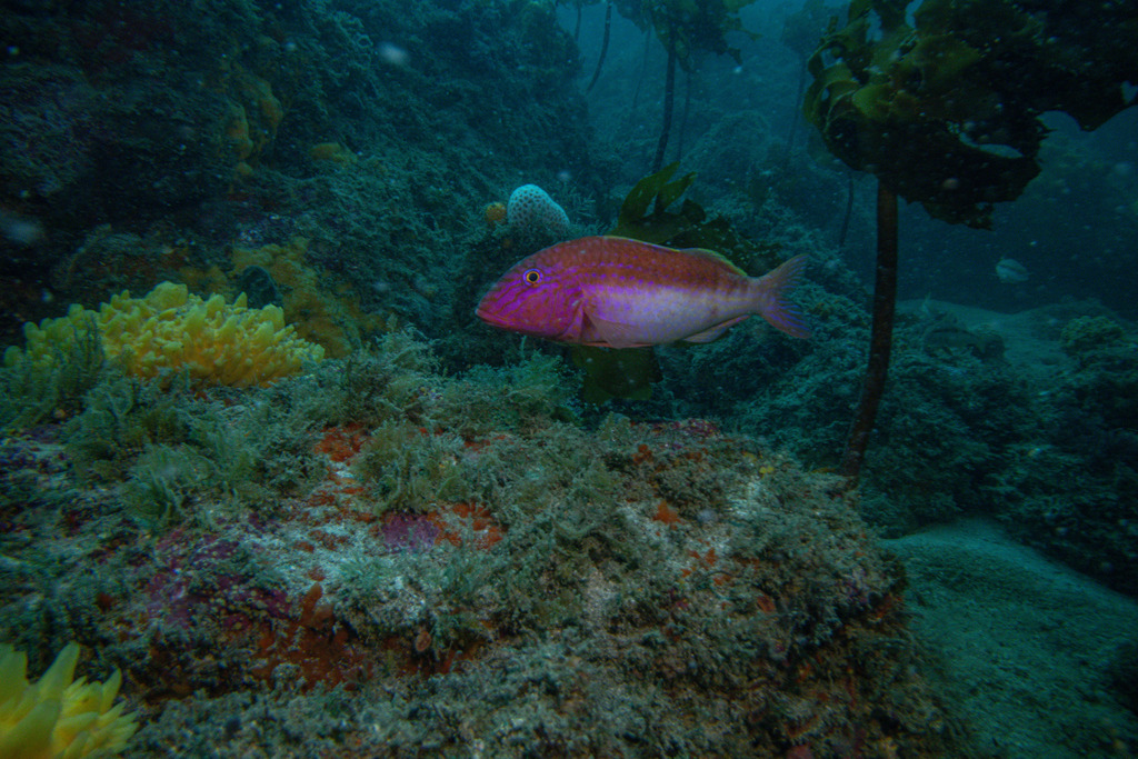 Goatfish from Auckland, New Zealand on November 7, 2024 at 01:53 PM by ...