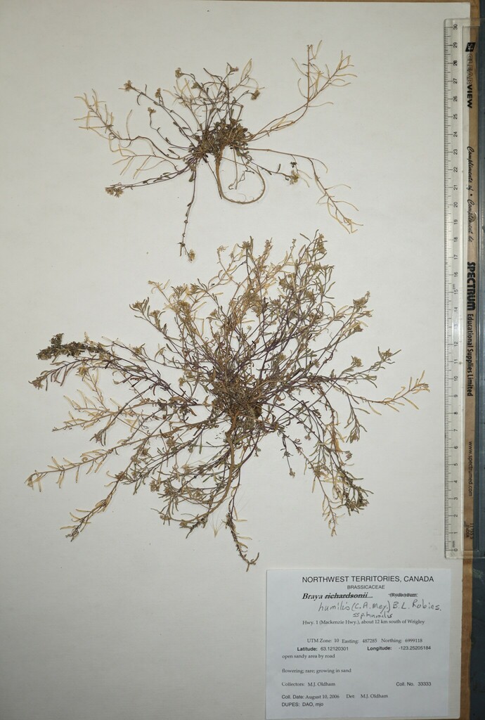 Low Braya from Canada, Northwest Territories, Hwy. 1 (Mackenzie Hwy ...