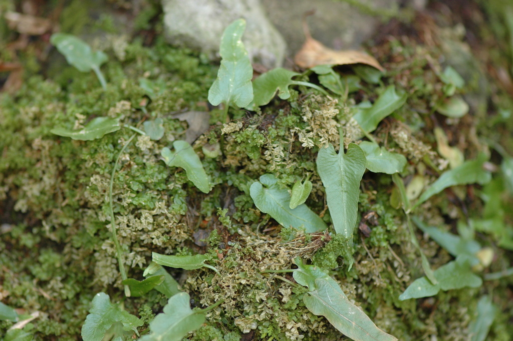 walking fern from Jackson County, TN, USA on November 7, 2007 at 03:17 ...