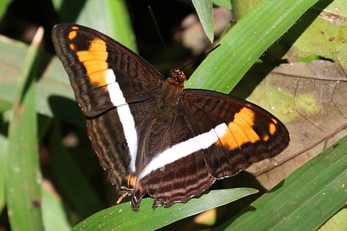 Subspecies Adelpha malea goyama · iNaturalist
