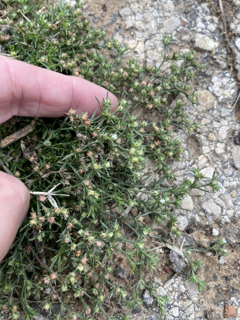 Rust Weed from Randol Mill Park, Arlington, TX, US on November 7, 2024 ...