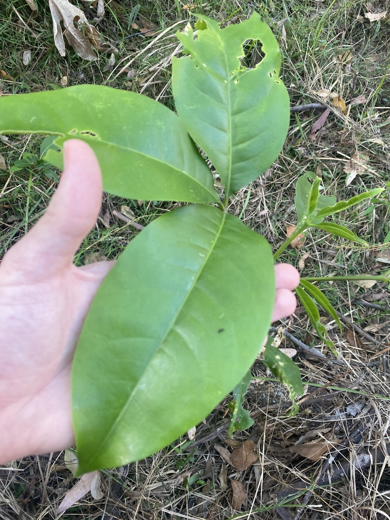 pink-flowered doughwood from Forestlea Ct, Alexandra Hills, QLD, AU on ...