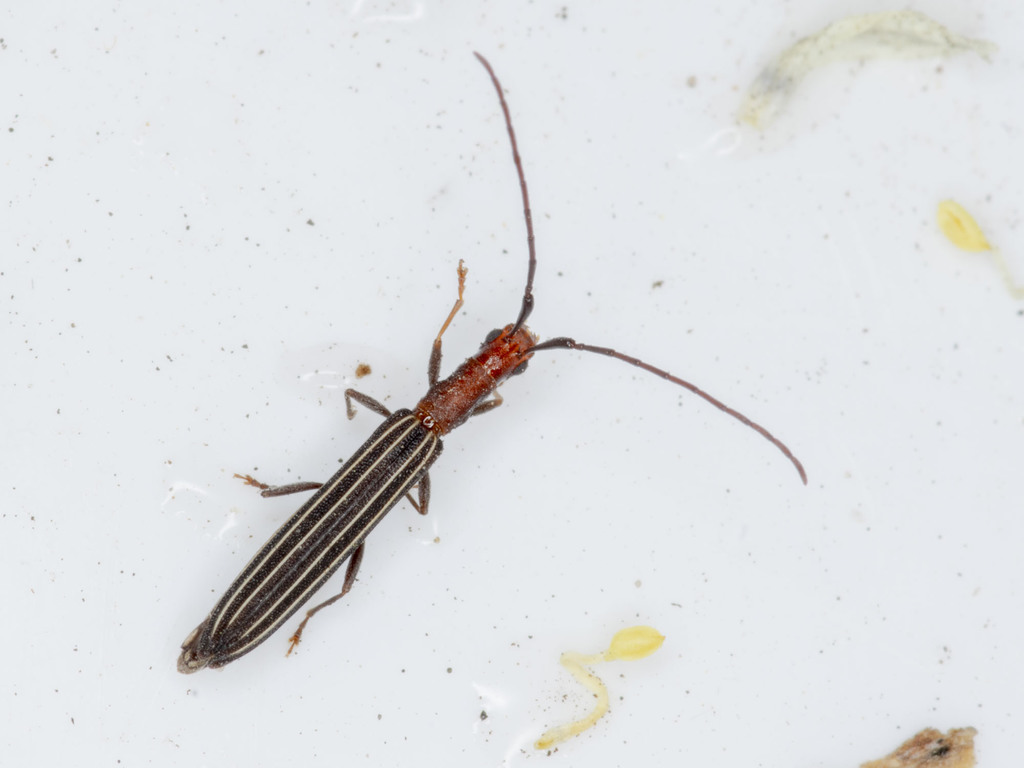 Syllitus microps from Tidal River VIC 3960, Australia on January 11 ...