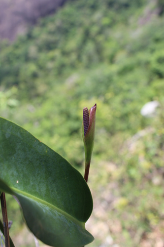 Anthurium microphyllum · NaturaLista Colombia