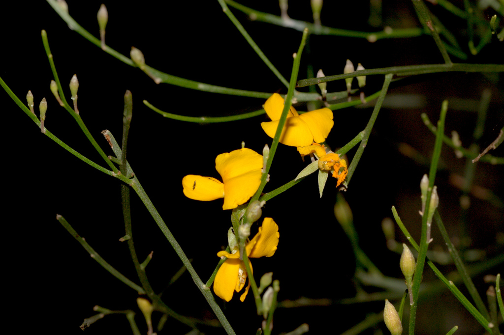 winged broom-pea from Toohey Forest (incl Quarry), Brisbane QLD ...