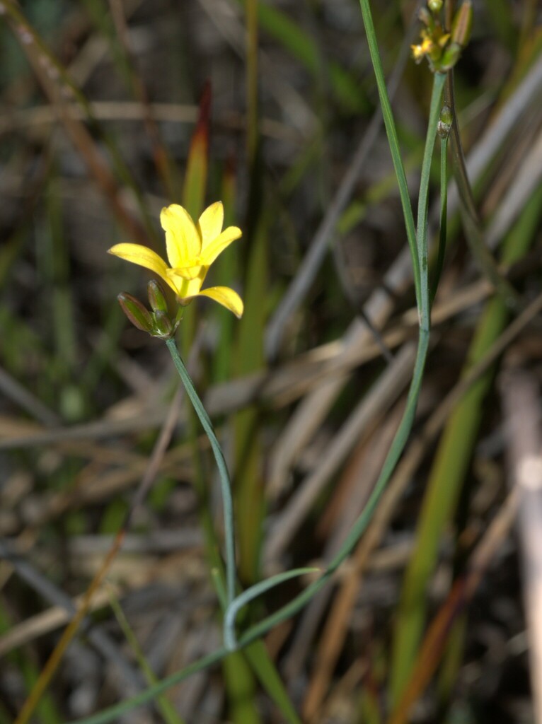 yellow rush-lily from Inverleigh VIC 3321, Australia on November 7 ...