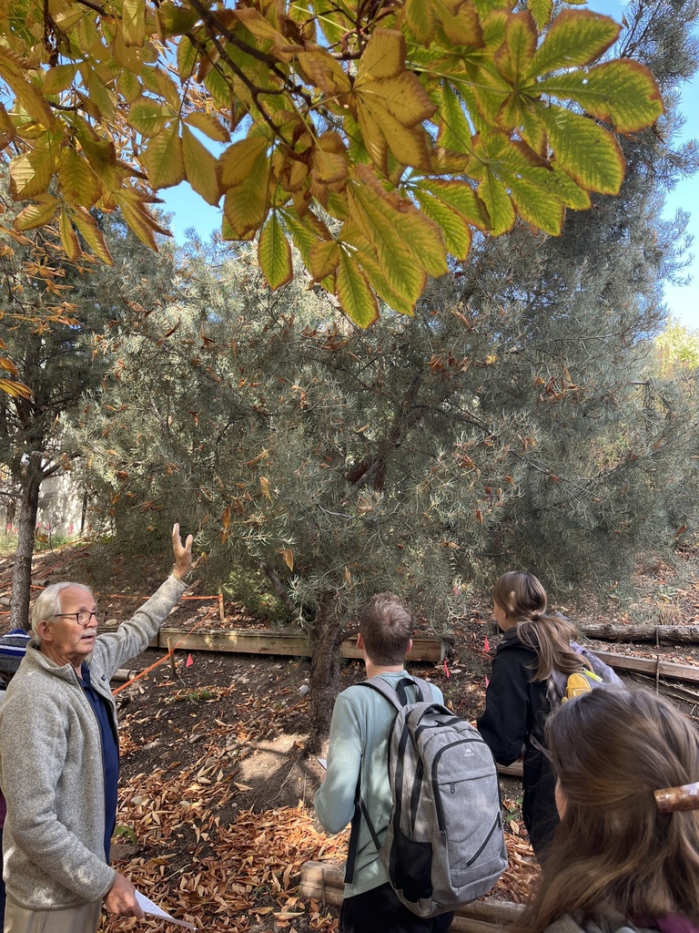 singleleaf pinyon from Brigham Young University, Provo, UT, US on ...