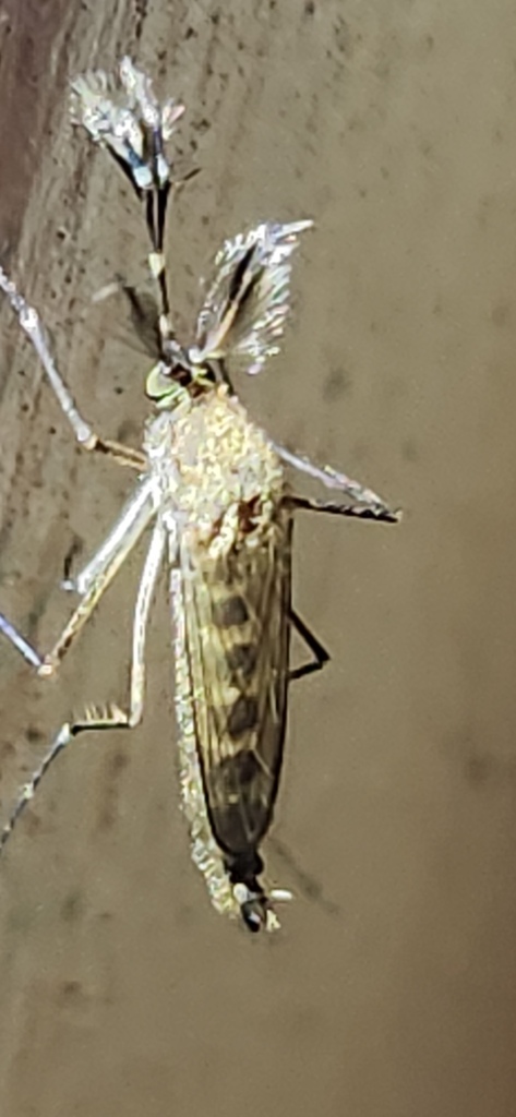 Culicine Mosquitoes from Barboursville, Albemarle County, VA, USA on ...